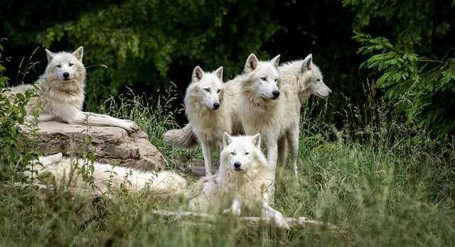 Wolf Mentality: 5 Life Lessons that we learn from the Wolves